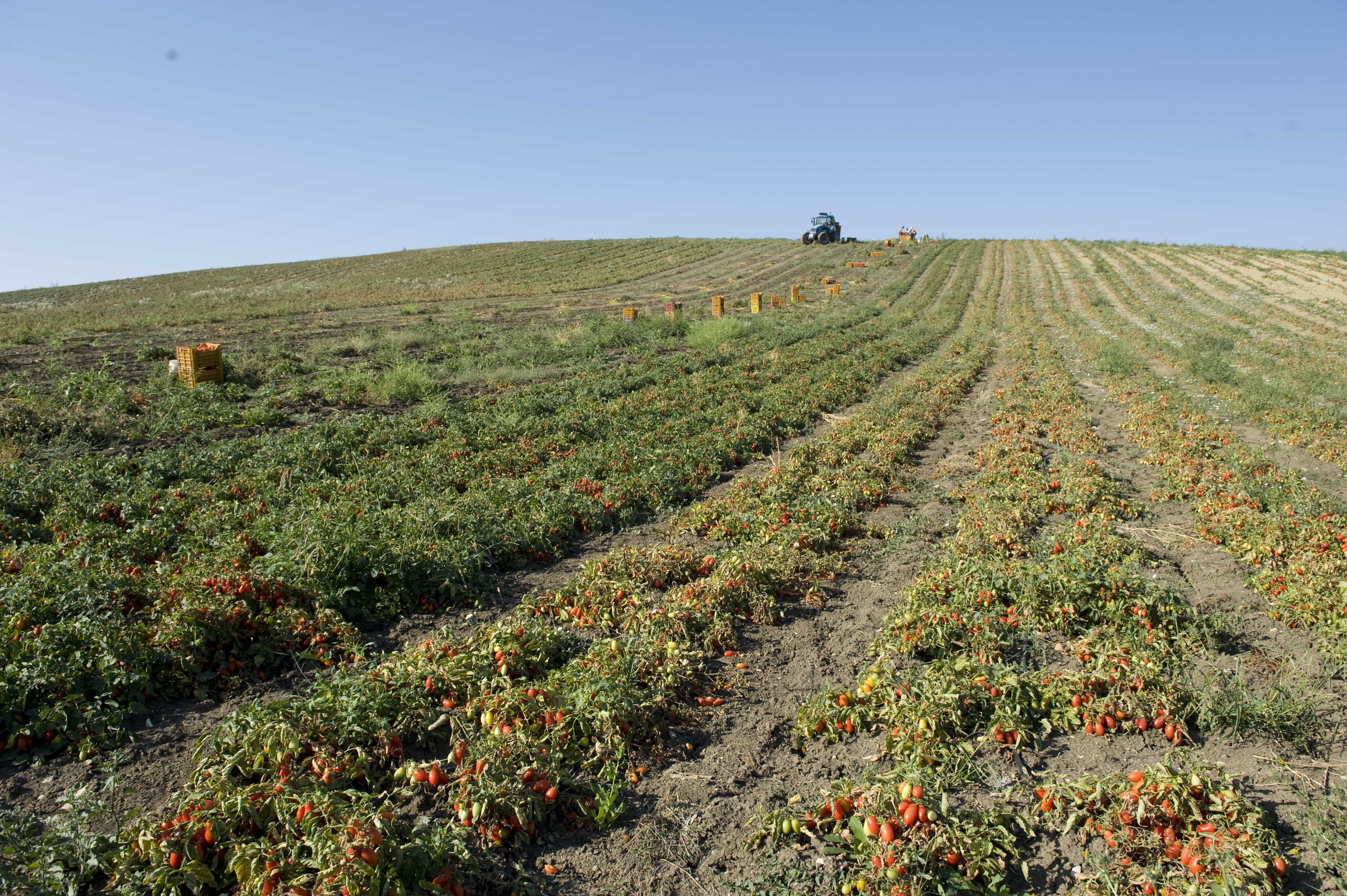 Agricola Paglione – Zia Pia